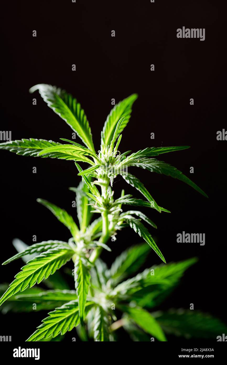 beautiful young marijuana plant, beginning of flowering, future buds ...