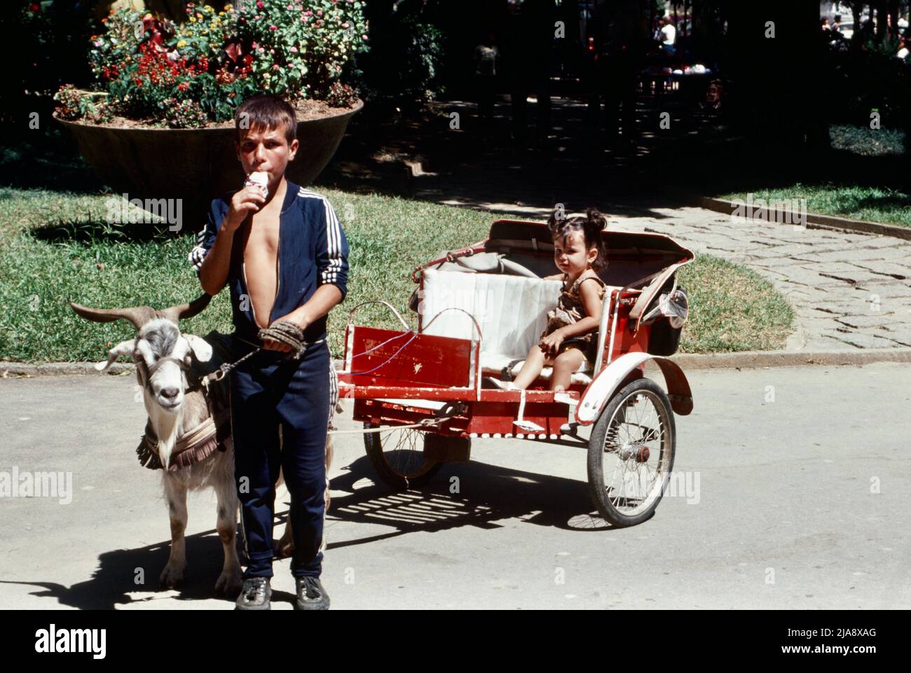 Boy eating ice cream and leading a goat-drawn small chariot with little ...