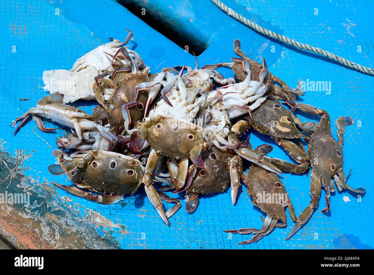 Fresh seafood meal swimming crab hi-res stock photography and images ...