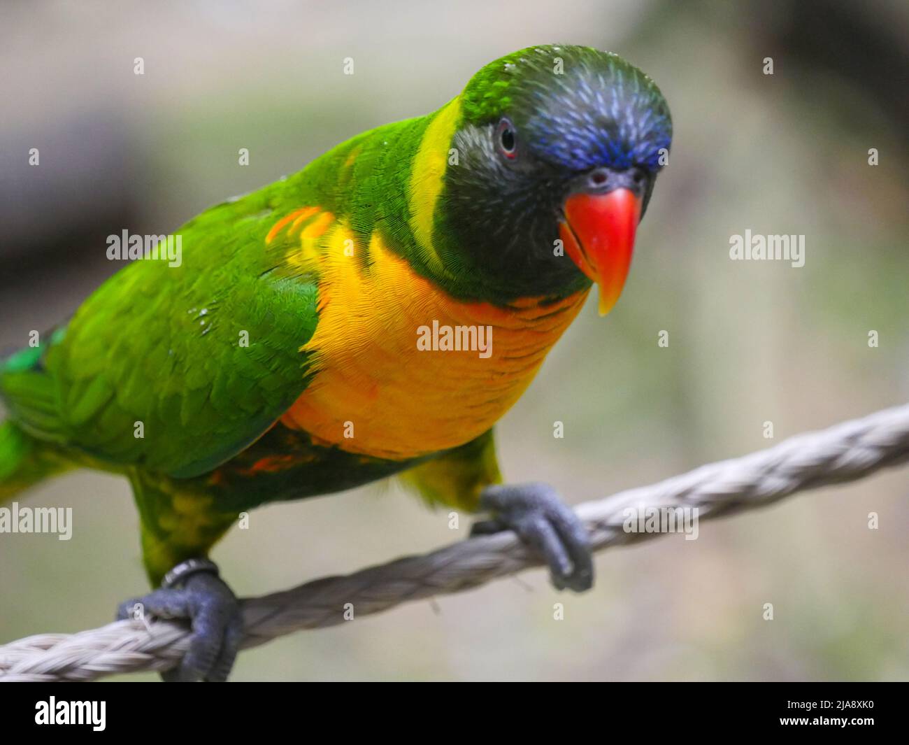 Aviary species hi-res stock photography and images - Alamy
