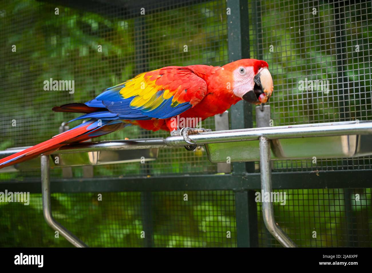 scarlet macaw (Ara macao) is a large red, yellow, and blue Central and ...