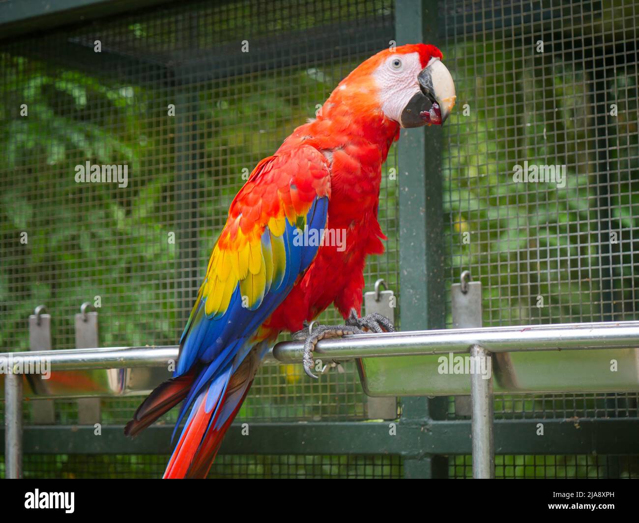 scarlet macaw (Ara macao) is a large red, yellow, and blue Central and ...