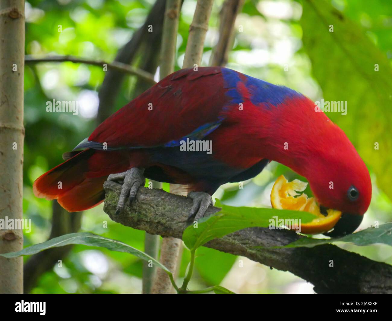 Red Color Parrot Species lorikeet eating food, orange fruit on branch ...