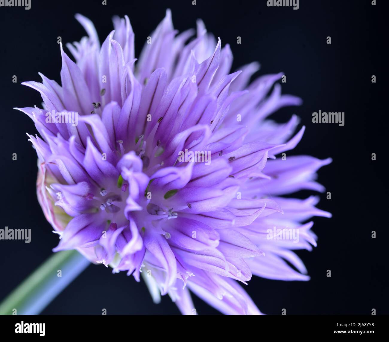 Single up close image of a purple blossom of a common chive (Allium ...