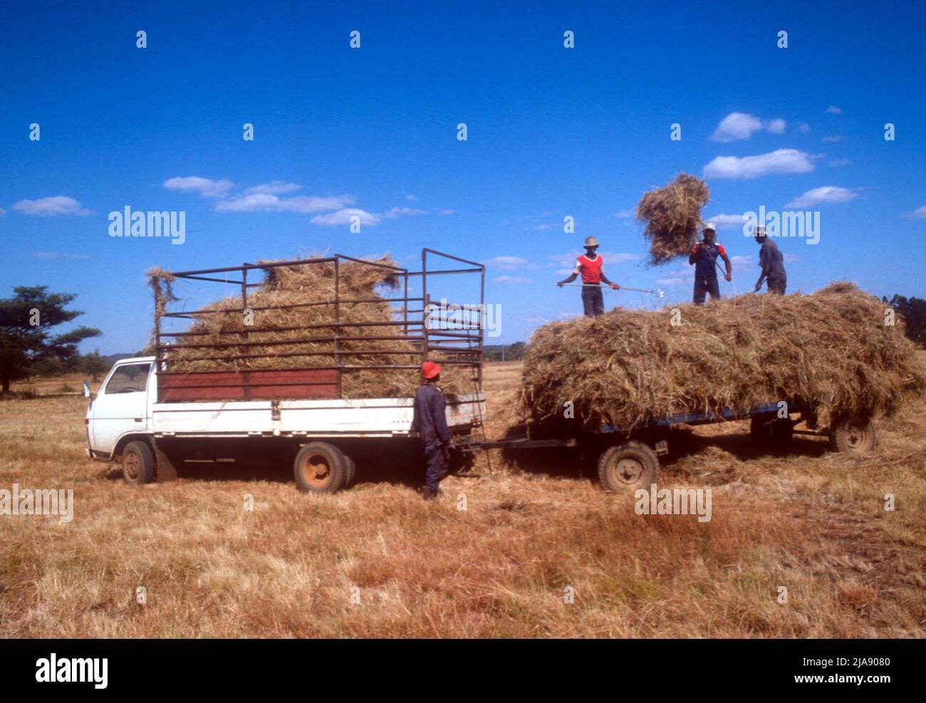 Labourers harvesting hay on a white owned farm in Zimbabwe, 1984 Stock ...