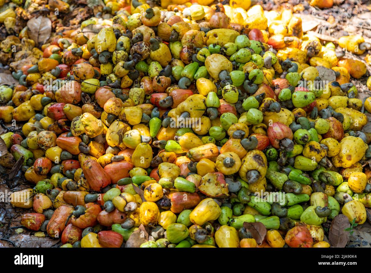 Cashew farm india hi-res stock photography and images - Alamy