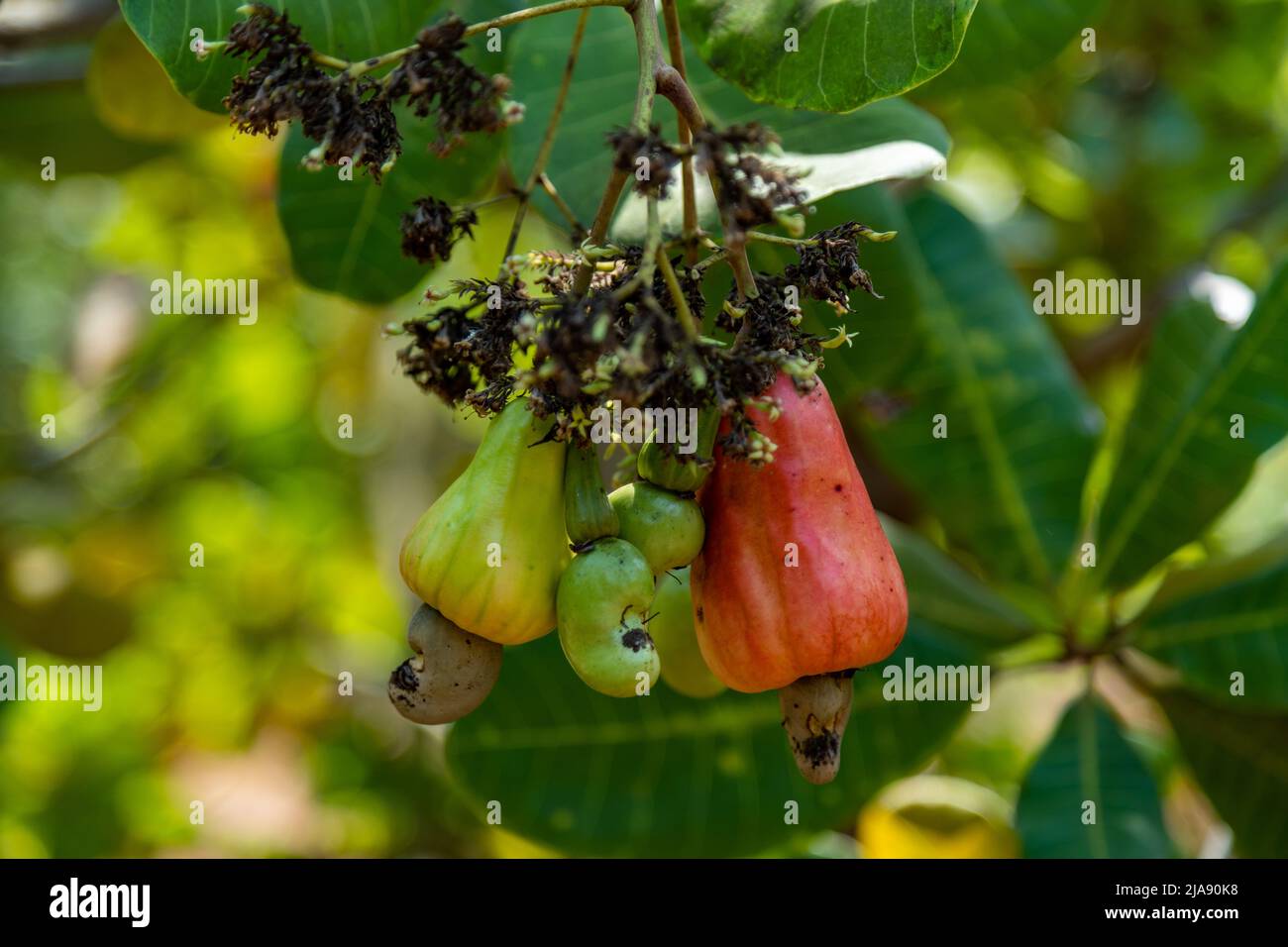 Kaju tree hi-res stock photography and images - Alamy