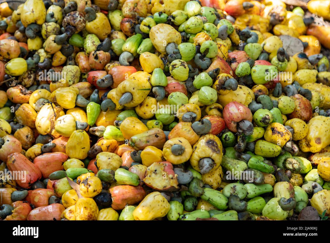 Kaju tree hi-res stock photography and images - Alamy