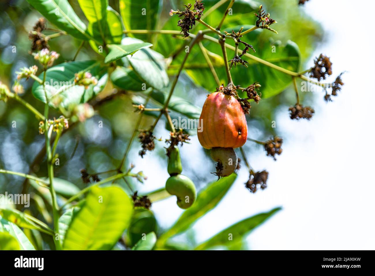 Kaju tree hi-res stock photography and images - Alamy