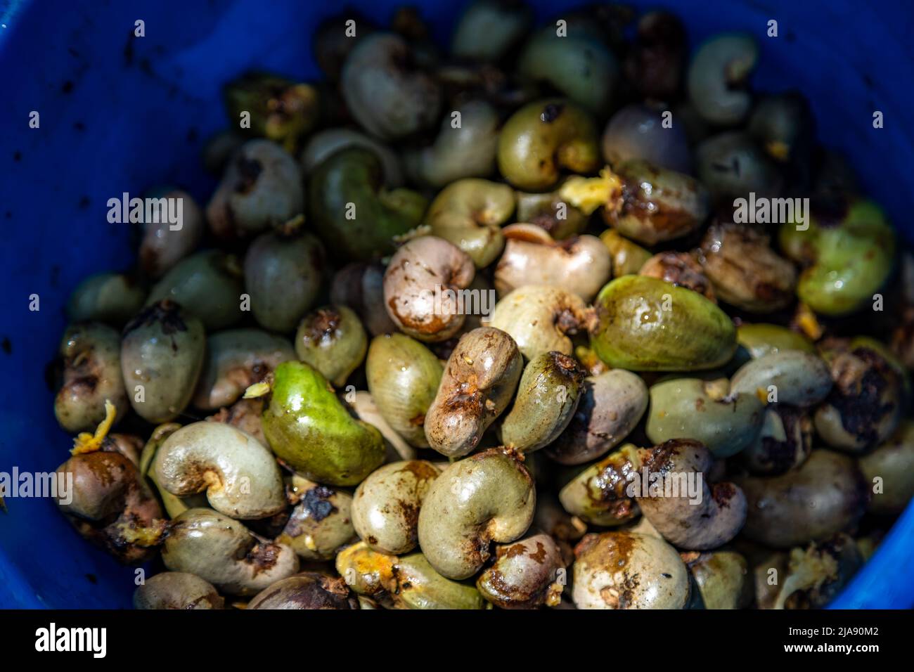 Kaju tree hi-res stock photography and images - Alamy