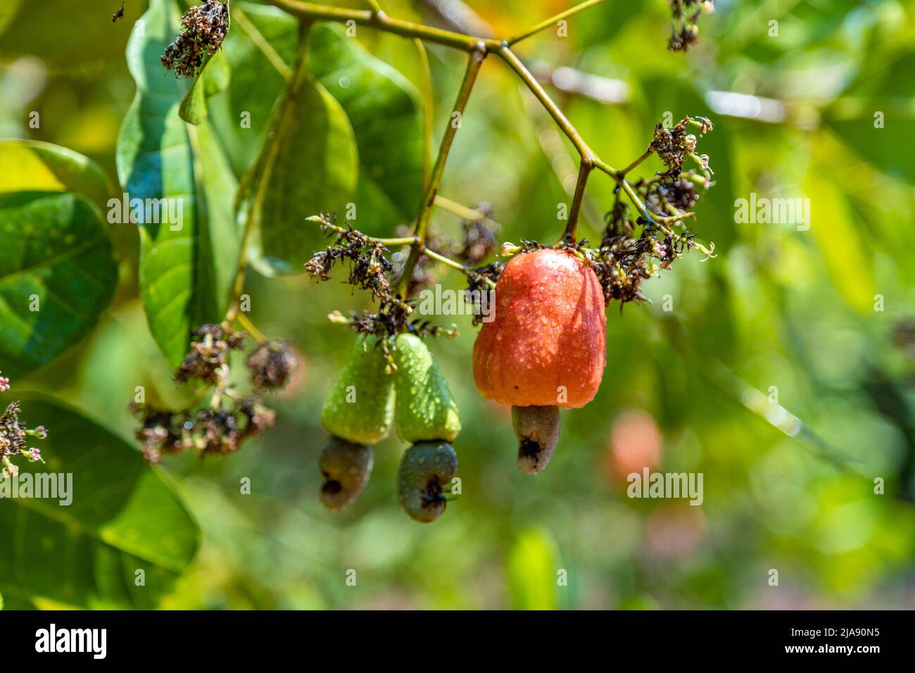 Kaju tree hi-res stock photography and images - Alamy