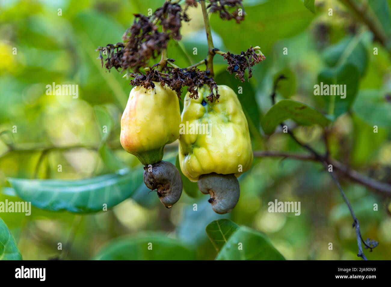 Kaju tree hi-res stock photography and images - Alamy