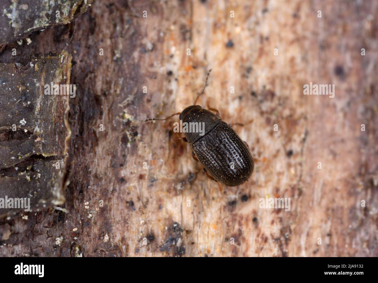 Fungus weevil, Choragus sheppardi on rowan wood Stock Photo - Alamy
