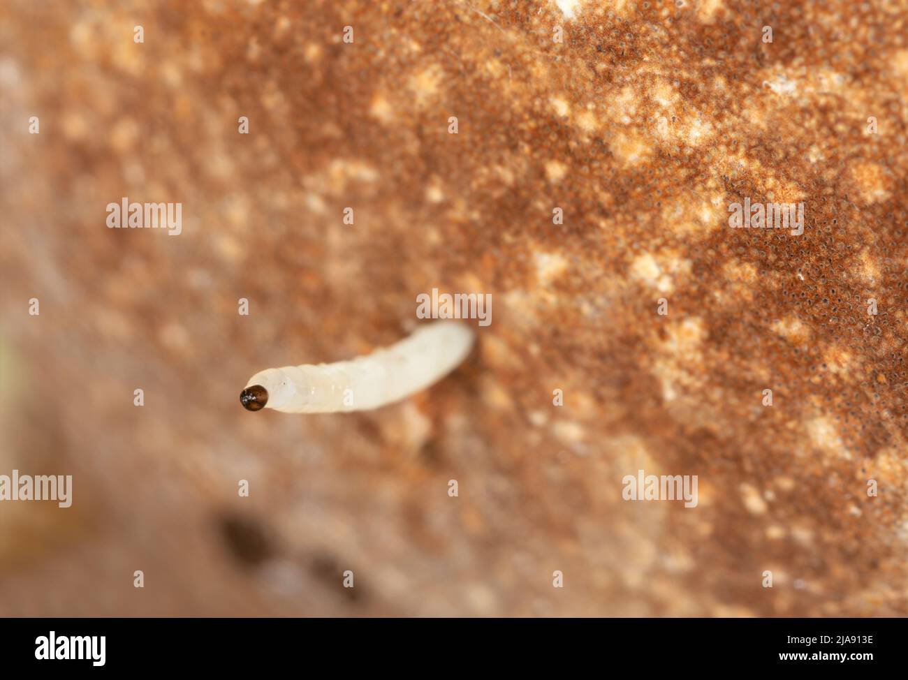 Insect larva on fungi photographed with high magnification Stock Photo ...