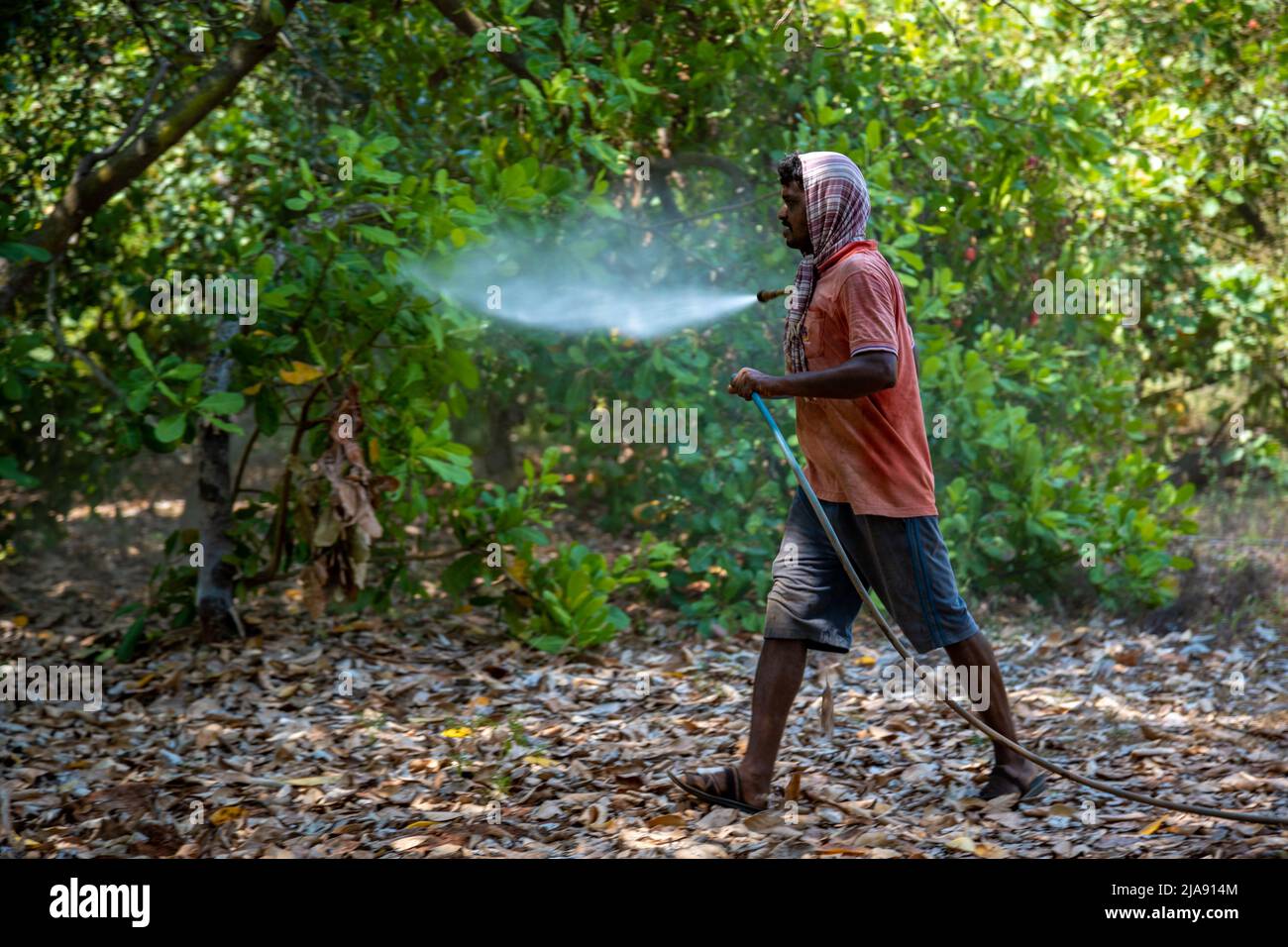 Cashew nut tree spraying pesticides Agriculture Land Stock Photo - Alamy