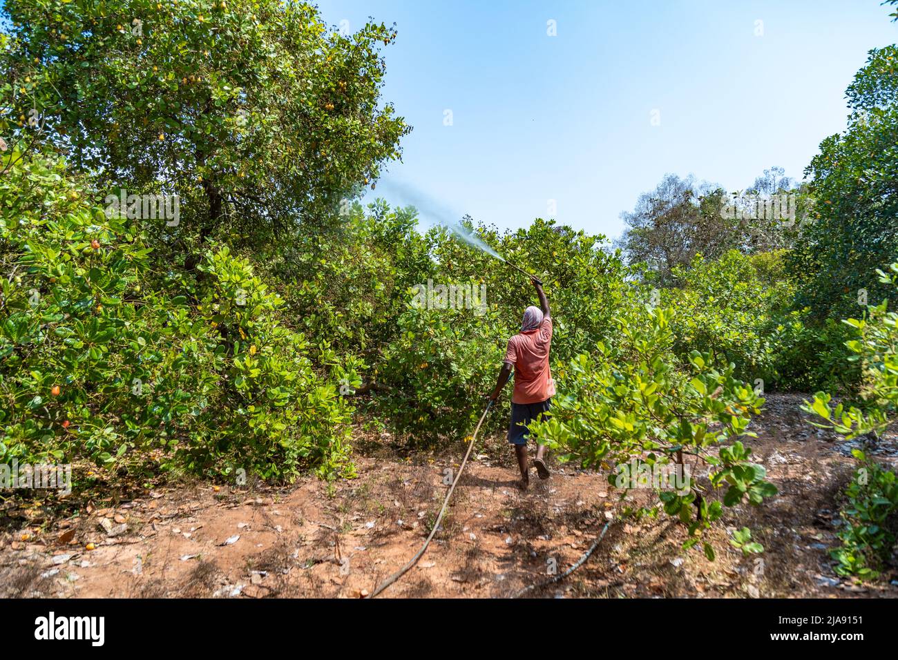 Cashew nut tree spraying pesticides Agriculture Land Stock Photo - Alamy