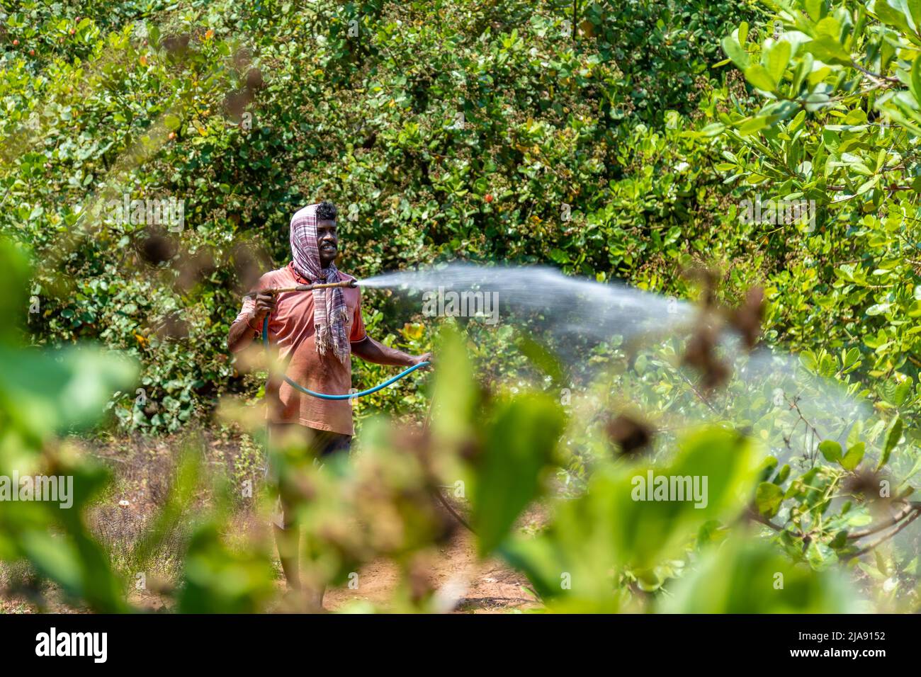 Cashew nut tree spraying pesticides Agriculture Land Stock Photo - Alamy