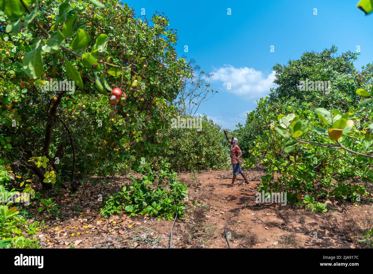 Cashew nut tree spraying pesticides Agriculture Land Stock Photo - Alamy