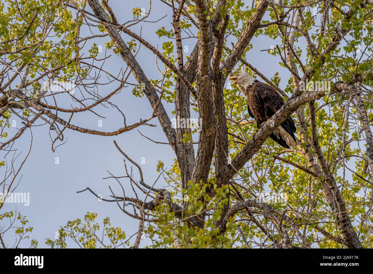 A bald eagle in a tree on the prairies in Saskatchewan, Canada Stock ...