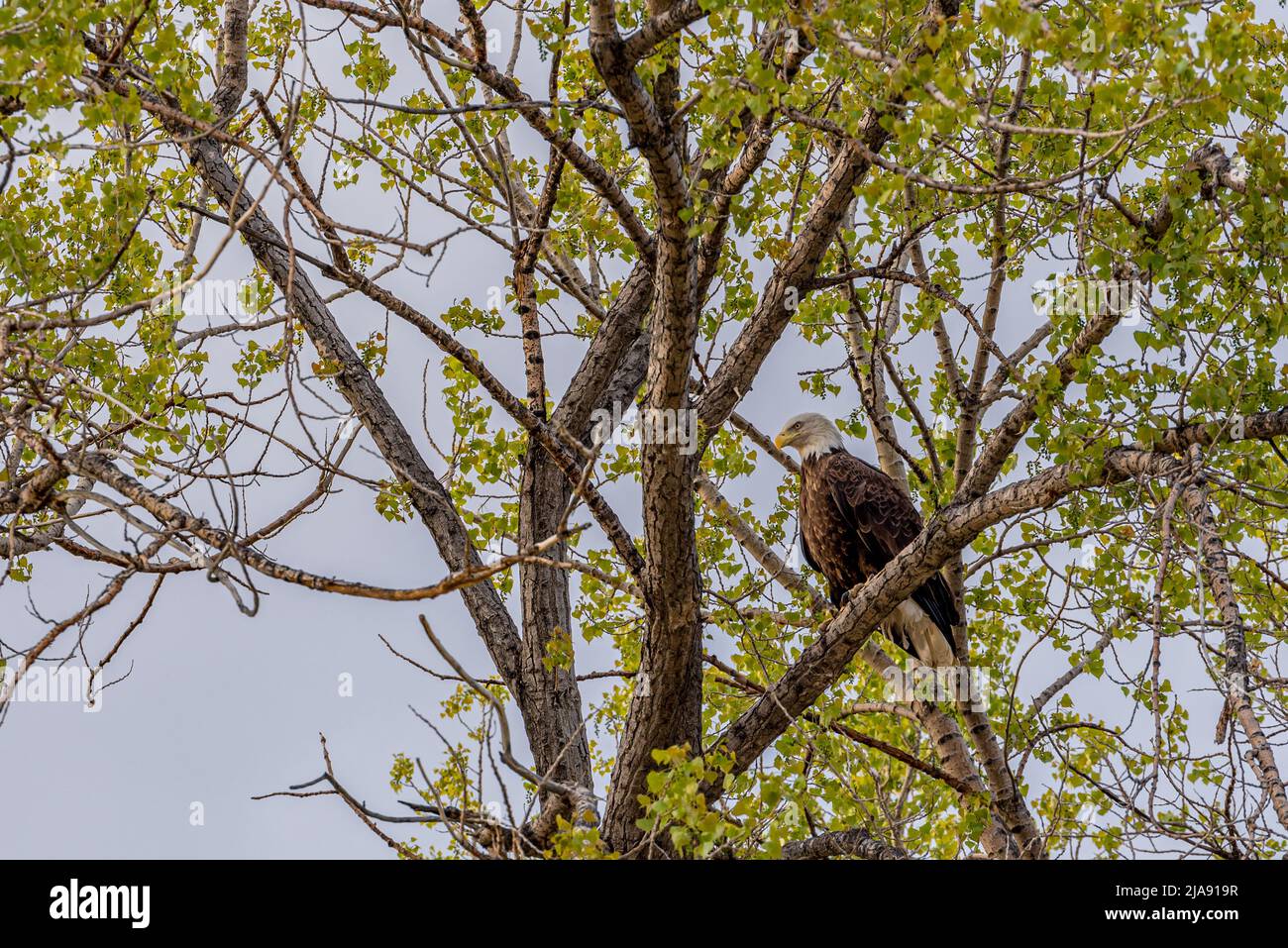 A bald eagle in a tree on the prairies in Saskatchewan, Canada Stock ...