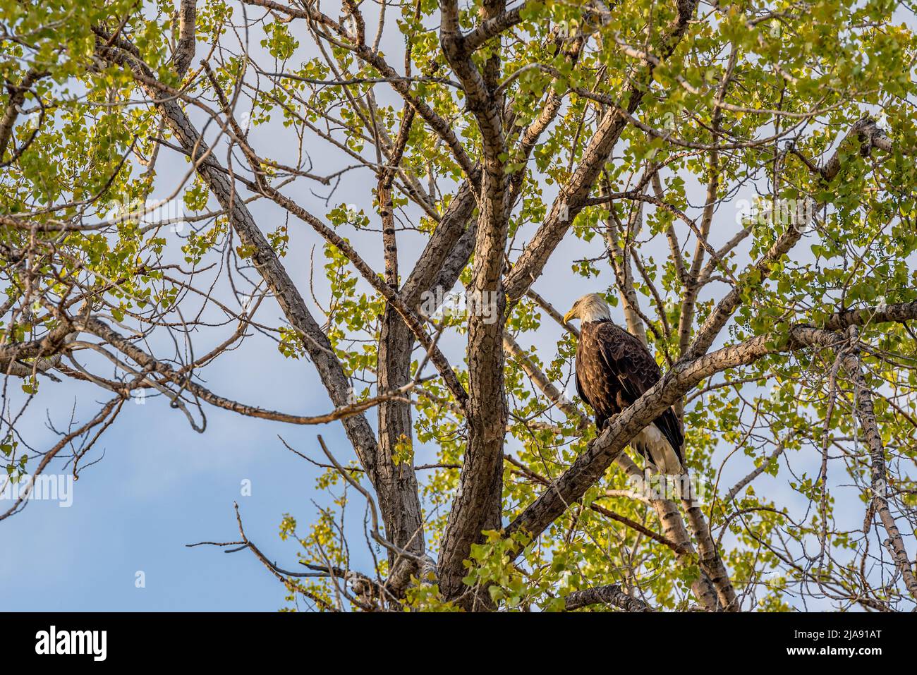 A bald eagle in a tree on the prairies in Saskatchewan, Canada Stock ...