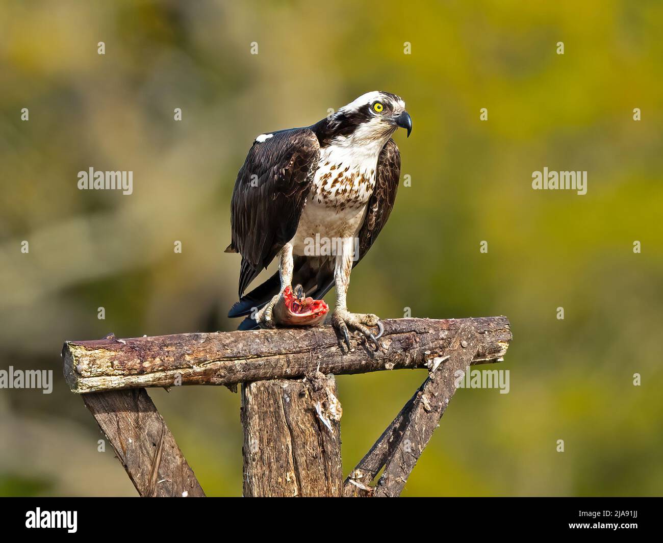 Osprey Eating a Large Fish Stock Photo - Alamy