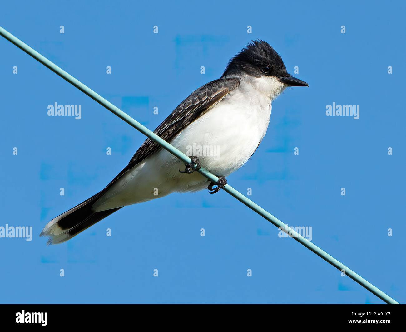 Fauna eastern bird avian feathers nature hi-res stock photography and ...