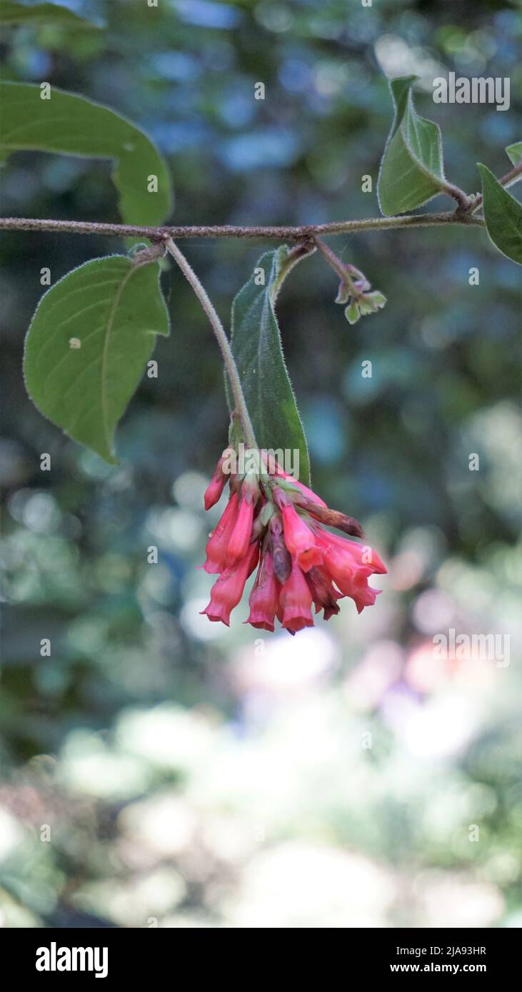 Beautiful bunch of purple flowers of Cestrum elegans also known as ...