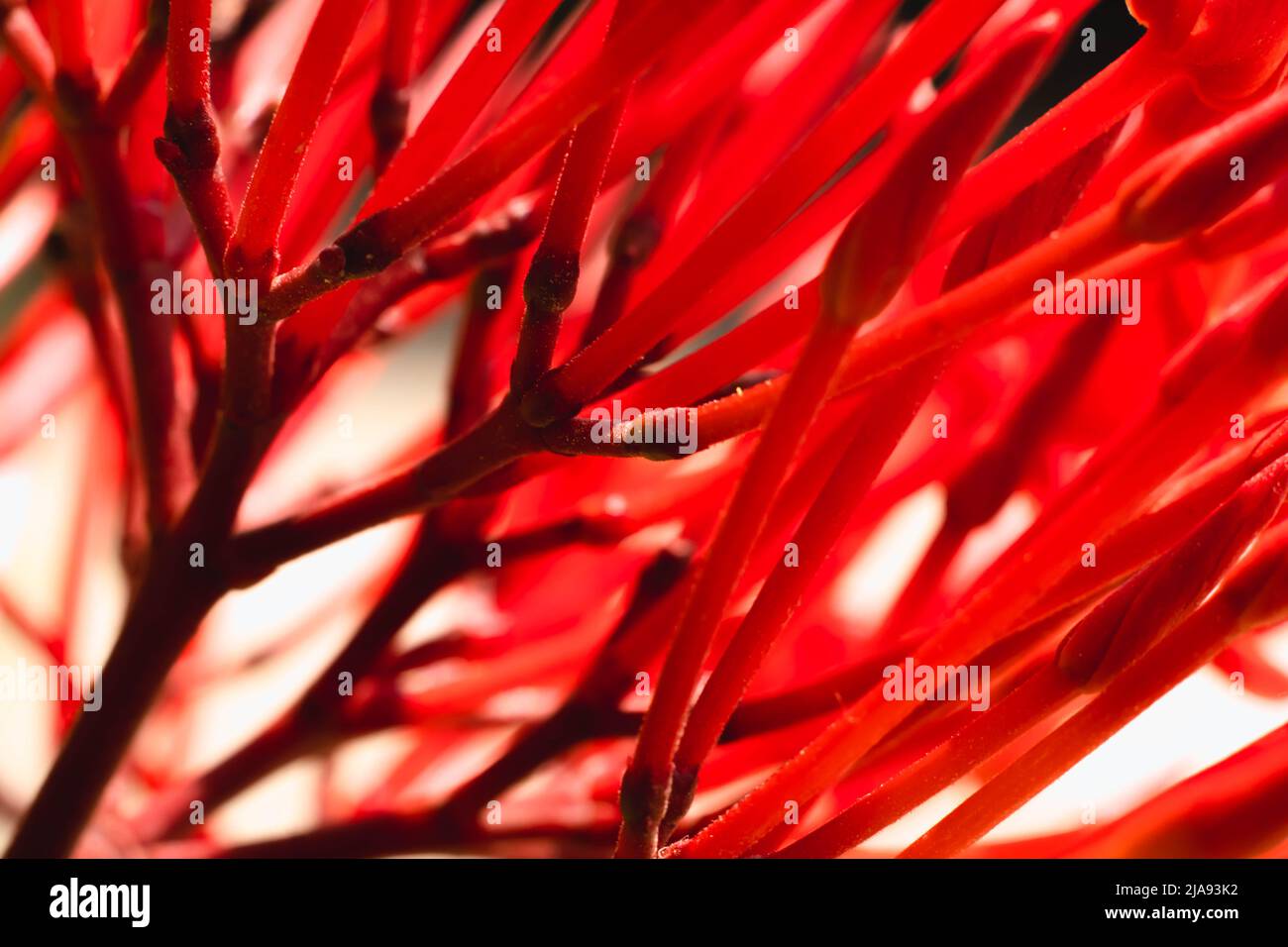 Macro abstract real beauty nature cute background. Small bright red ...