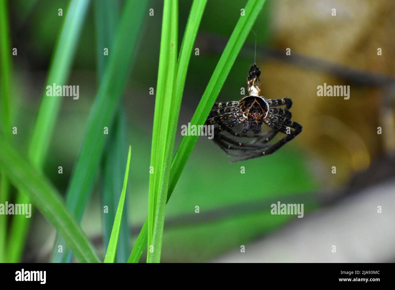 Exoskeleton replacements hi-res stock photography and images - Alamy