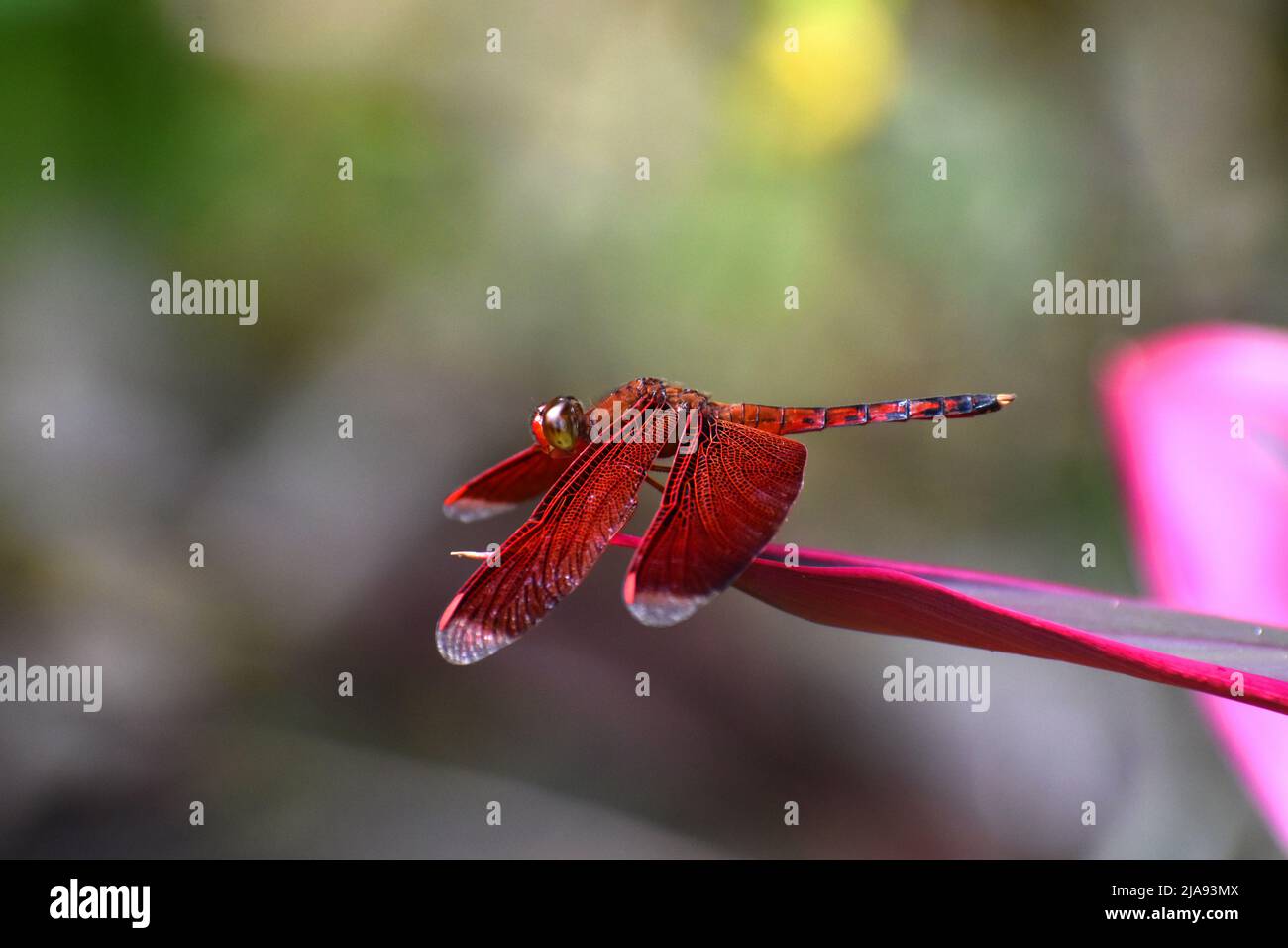 Indonesian red-winged dragonfly perched on red leaf. Neurothemis sp ...