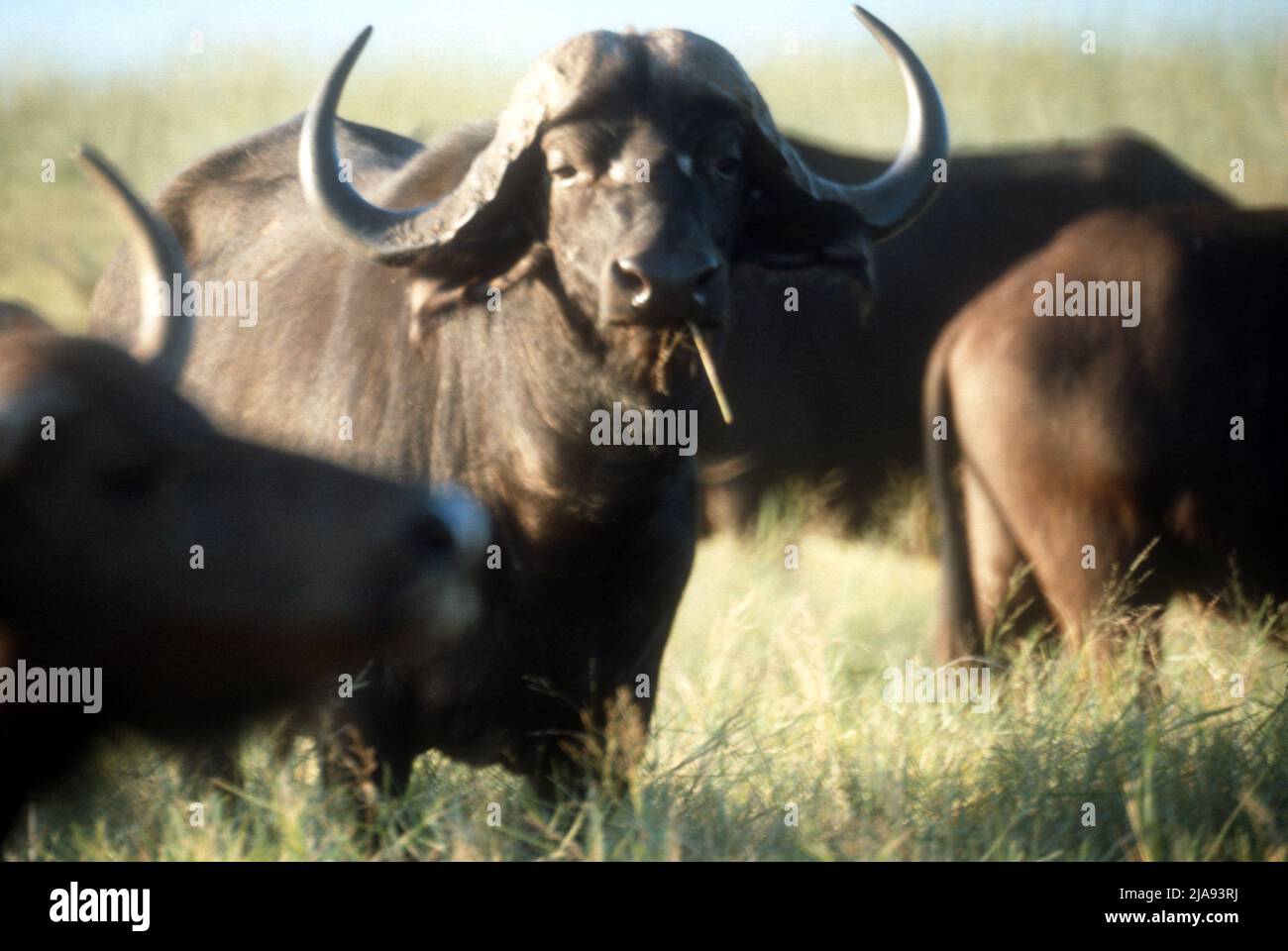 Buffalo Victoria Falls, Zimbabwe Stock Photo - Alamy