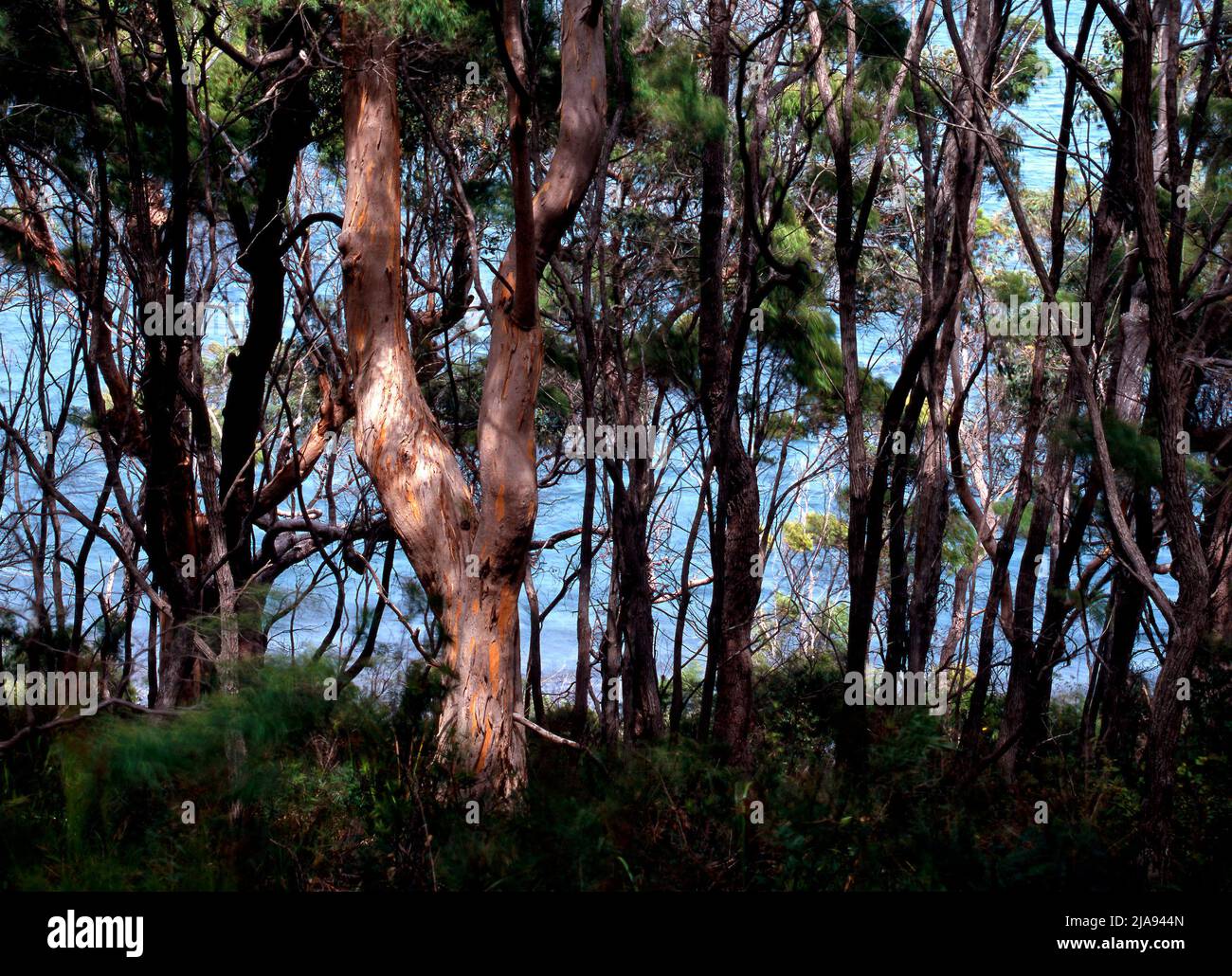 Karri tree hi-res stock photography and images - Alamy