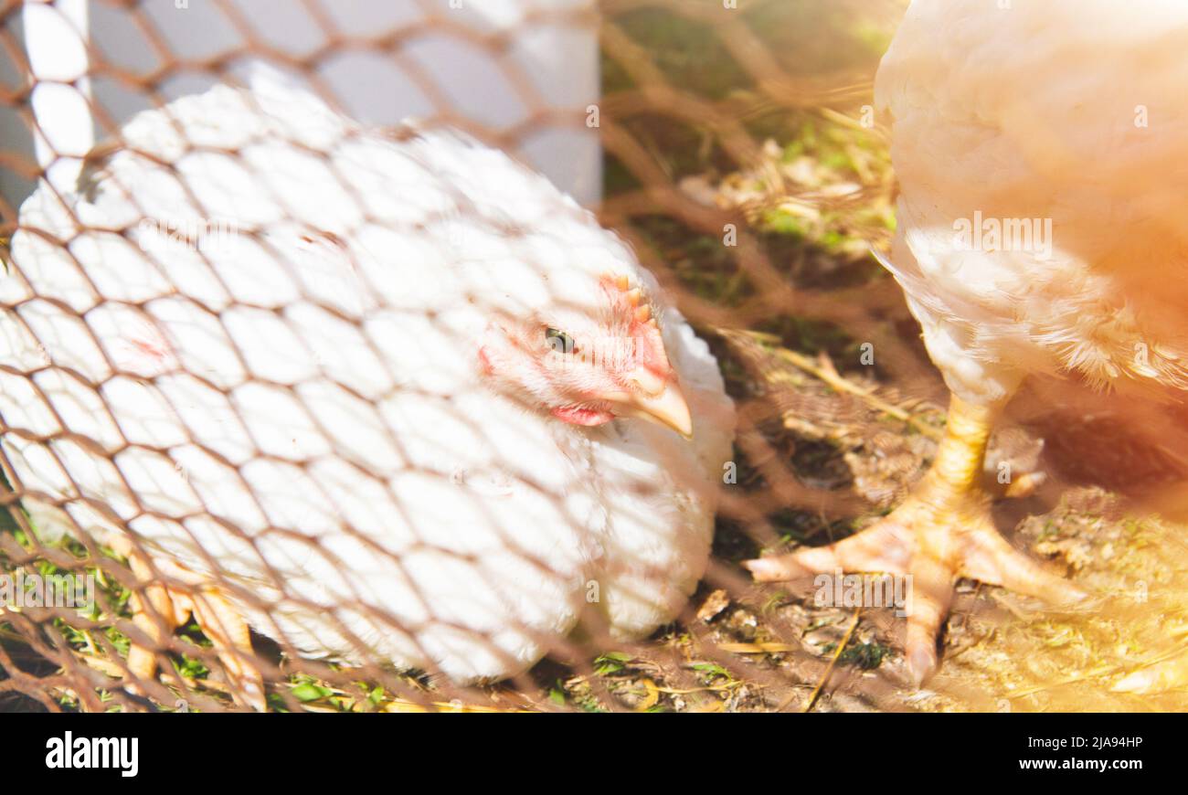 Growing chickens. Farm with chickens. Broilers in a cage. Poultry ...