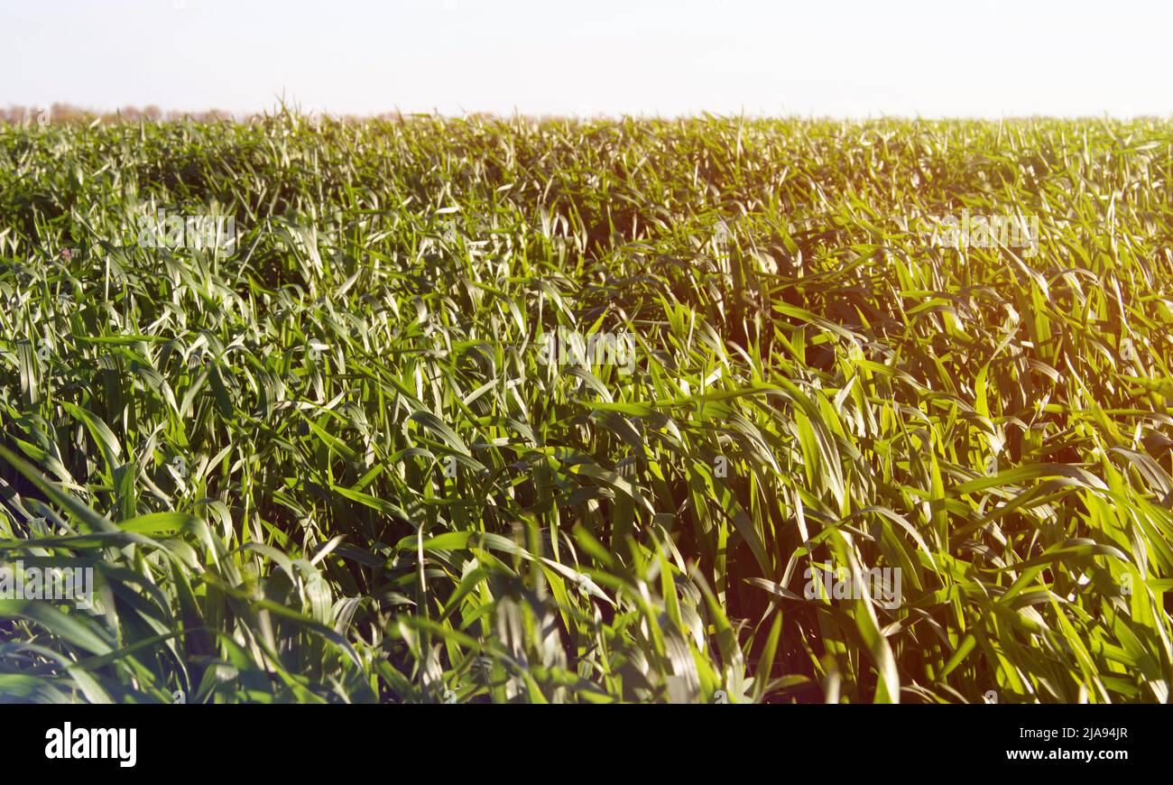Green grass. A field with tall grass on a sunny day. Green meadow on a ...