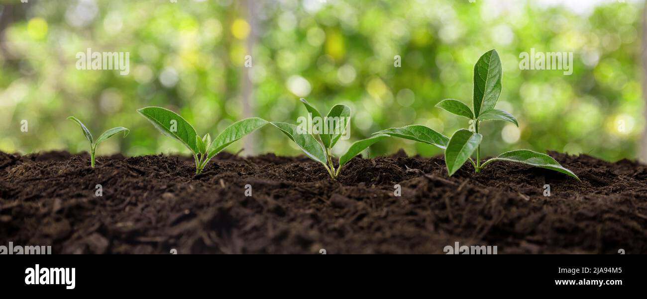 Sprout growth in garden soil. Green fresh young seedling in the ground ...