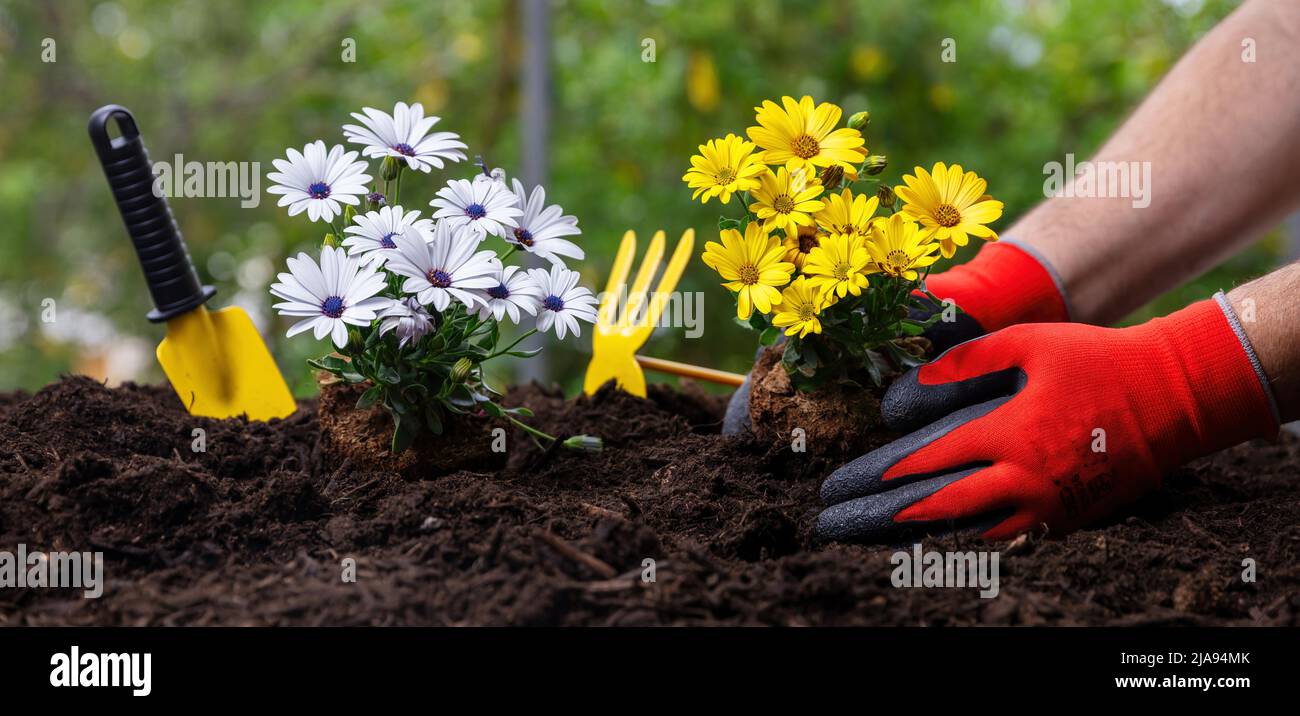 Hand planting fresh yellow and white color daisies. Garden tools and ...