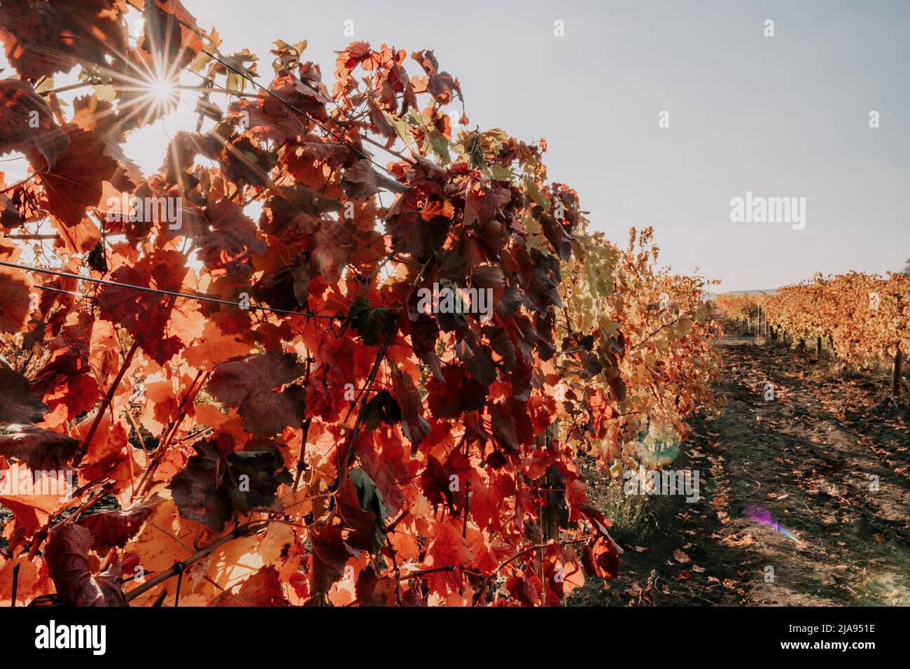 Bright autumn red orange yellow grapevine leaves at vineyard in warm ...