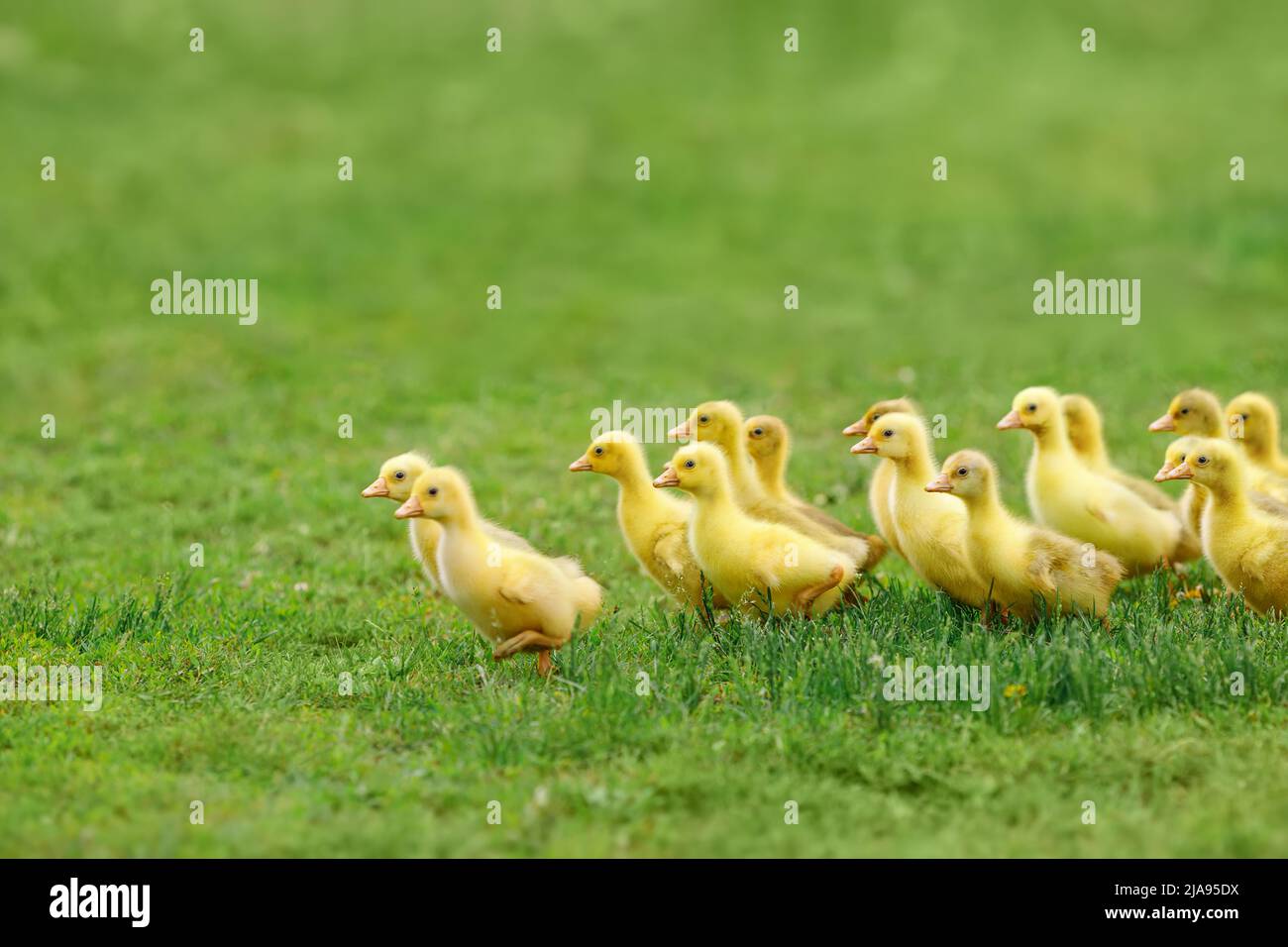little fluffy goslings walks on green grass Stock Photo - Alamy