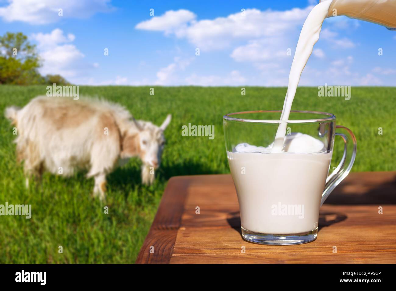 milk pouring into glass cup on table with grazing goat Stock Photo - Alamy