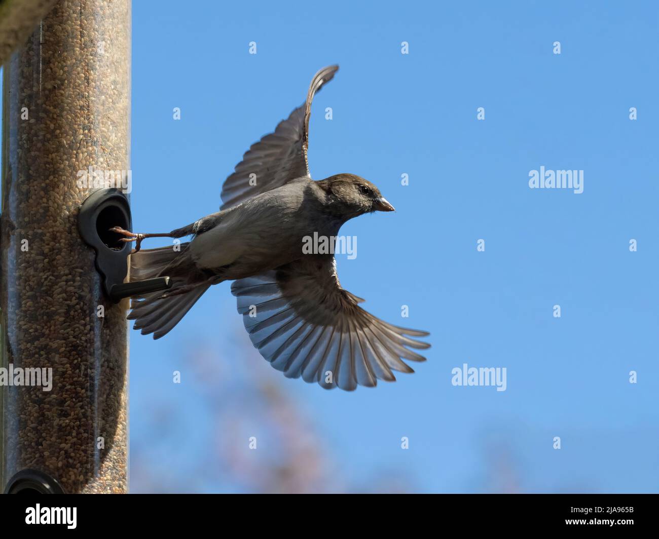 pretty female house finch (Haemorhous mexicanus) with wings spread ...
