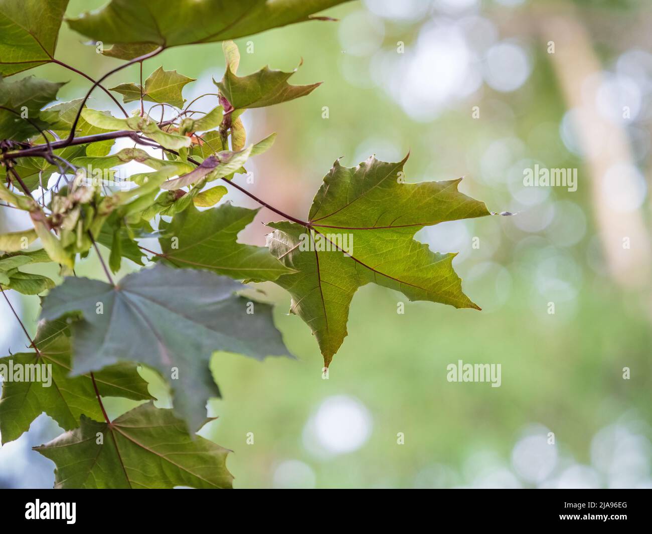 Spring branches of maple tree with fresh green leaves. Spring ...