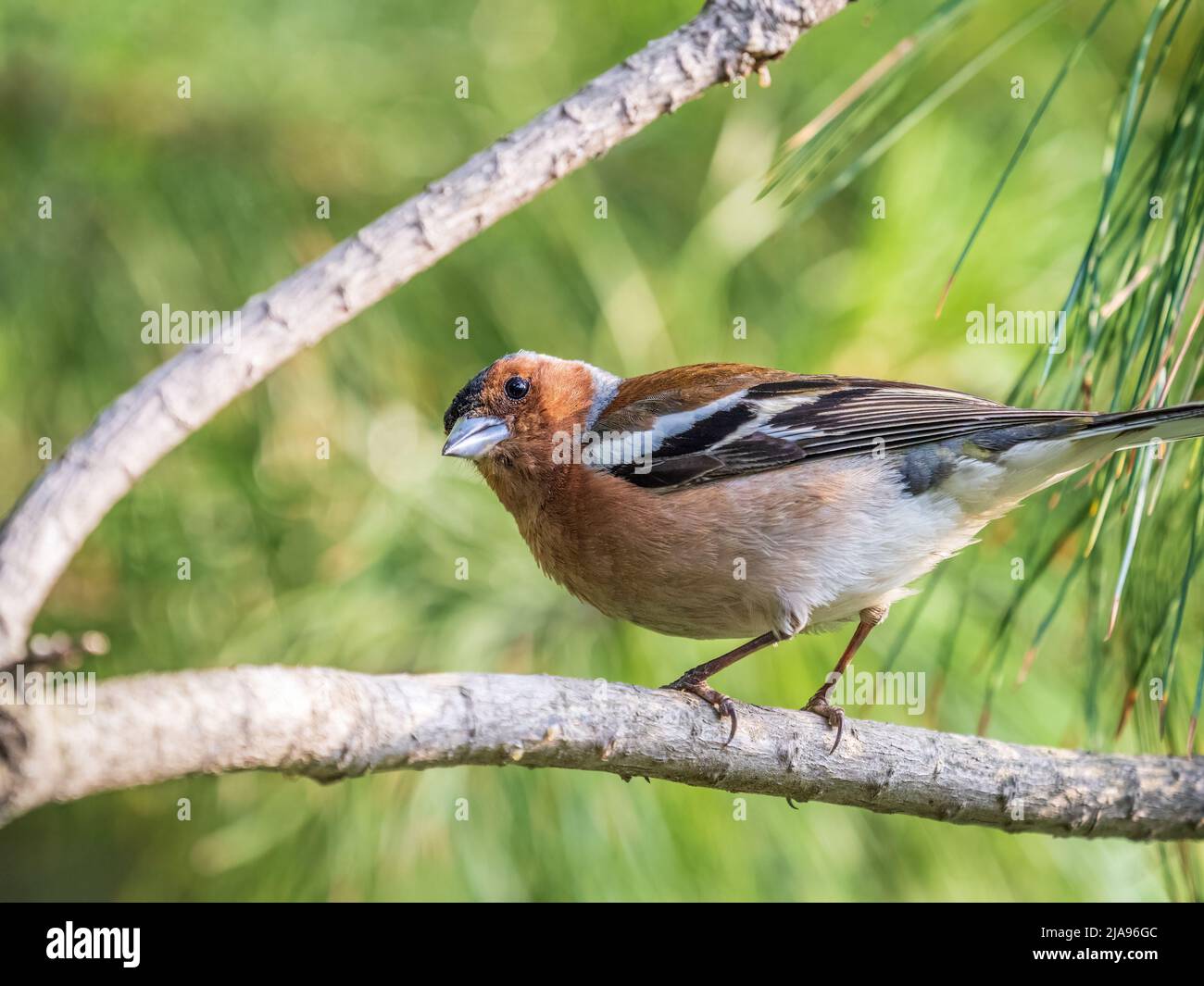 Common chaffinch sits on a branch in spring on green background ...