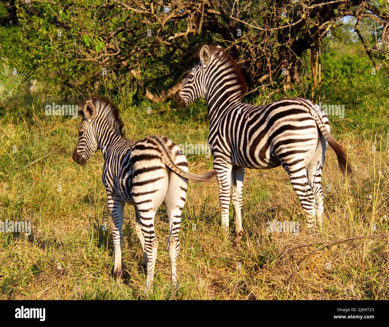 A zebra family group isolated in the African wilderness Stock Photo - Alamy