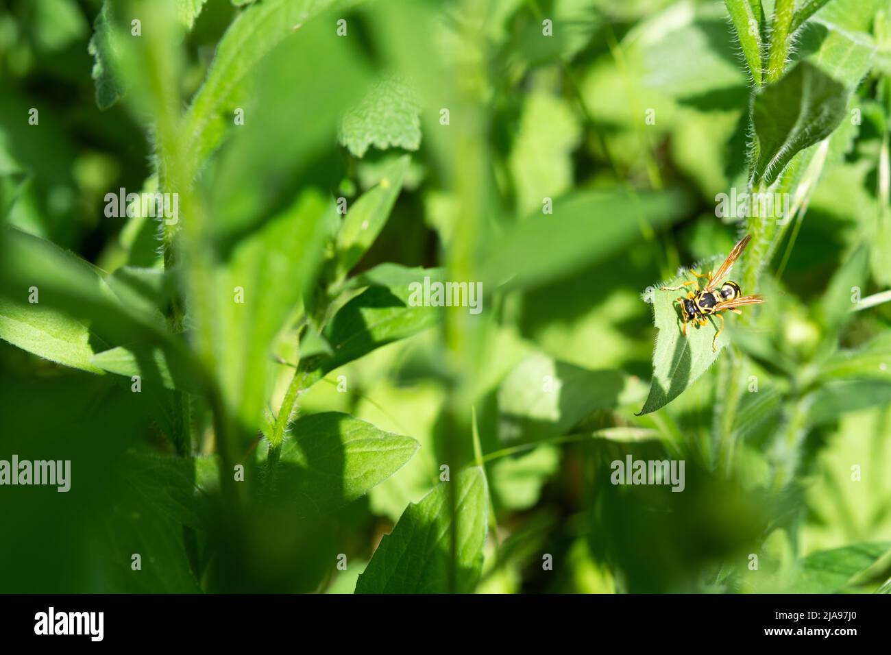 Wasp in the grass. Wasp close-up on a green grassy background on a ...