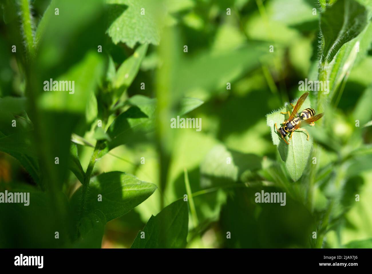 Wasp in the grass. Wasp close-up on a green grassy background on a ...