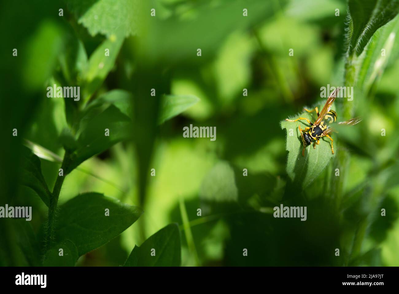 Wasp in the grass. Wasp close-up on a green grassy background on a ...