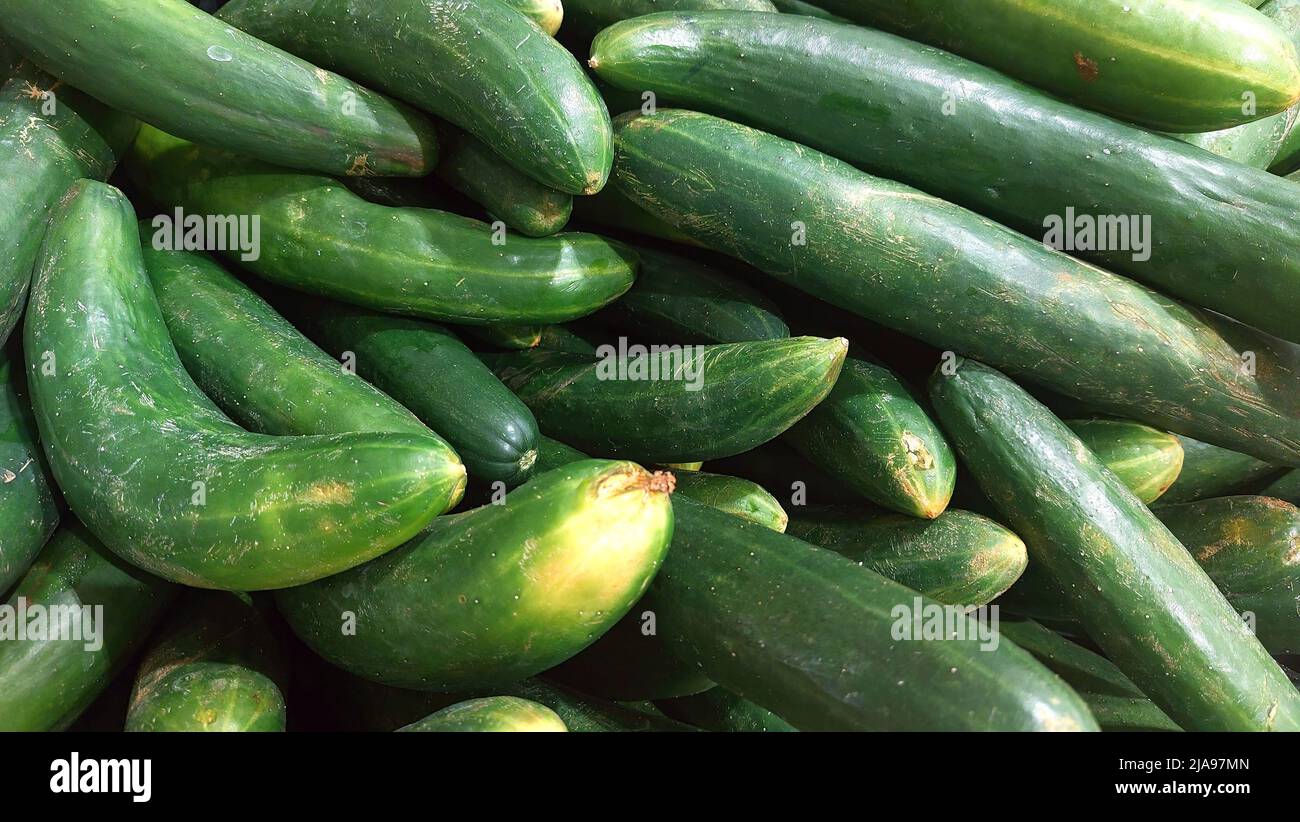Cucumbers cucumber salad or snake cucumber for sale (Cucumis sativus ...