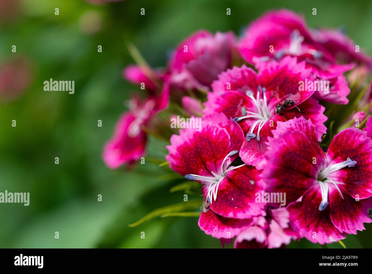 Flower Macro photography of Dianthus chinensis (China Pink) with copy ...