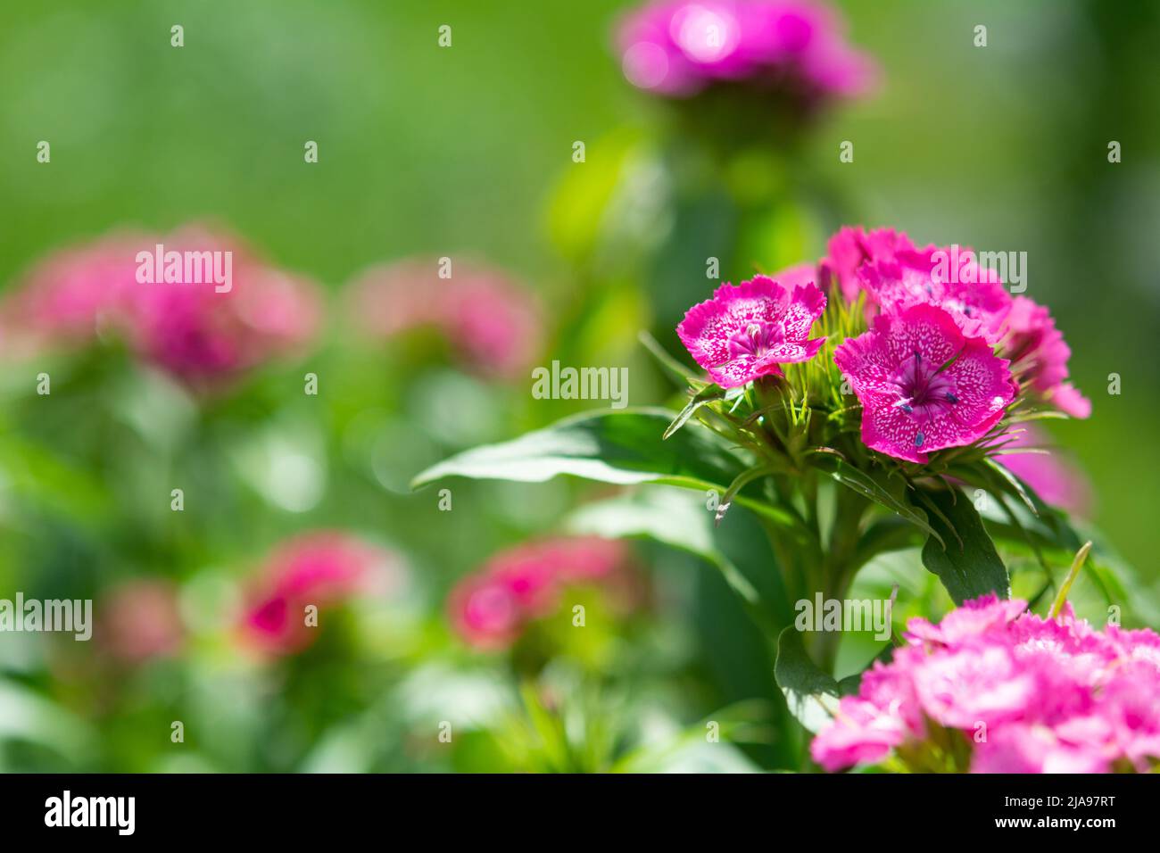 Flower Macro photography of Dianthus chinensis (China Pink) with copy ...